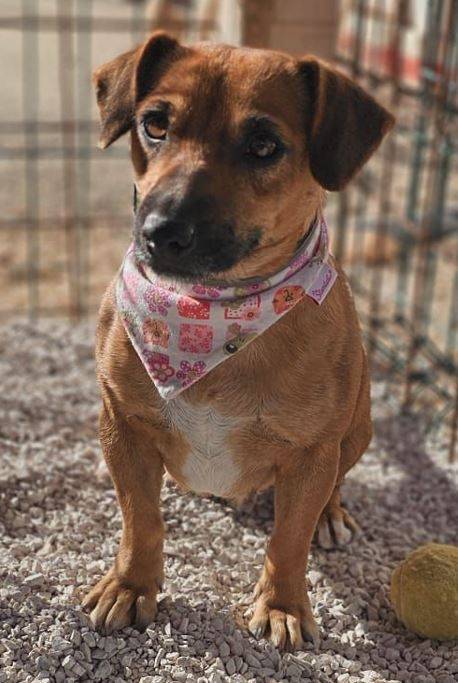 Zora - Einsame Pfoten Zadar