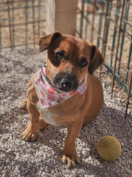 Zora - Einsame Pfoten Zadar