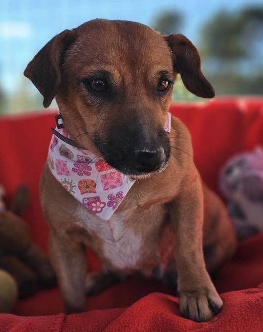 Zora - Einsame Pfoten Zadar